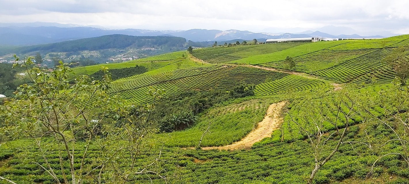 Sự kiện: Cau Dat Farm Ultra Trail 2020 • Yêu Chạy Bộ